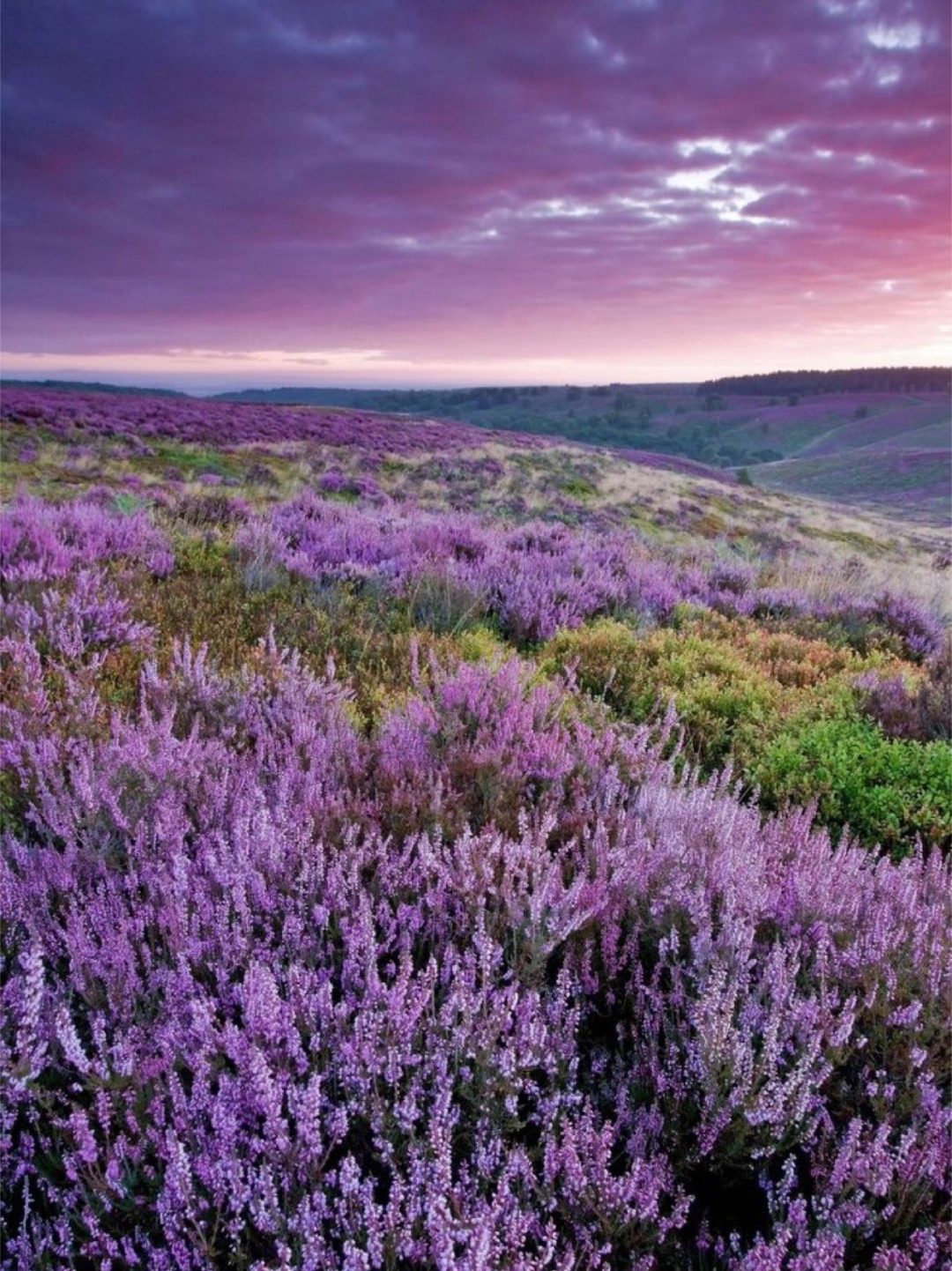 Art With Heart Colour Creations Blog Hop: Week 24 Highland Heather ...